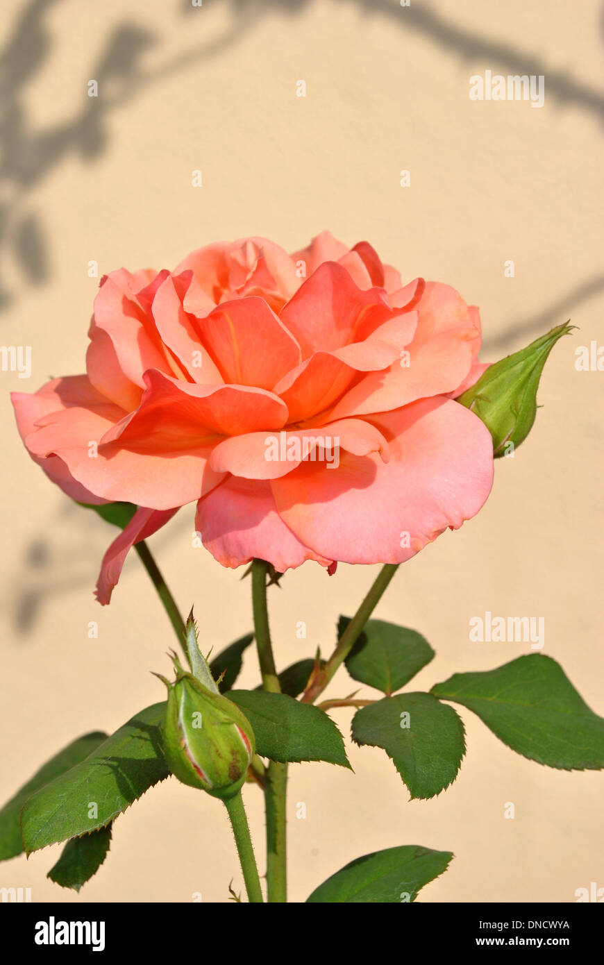 Rosa tuscan sun hi-res stock photography and images - Alamy