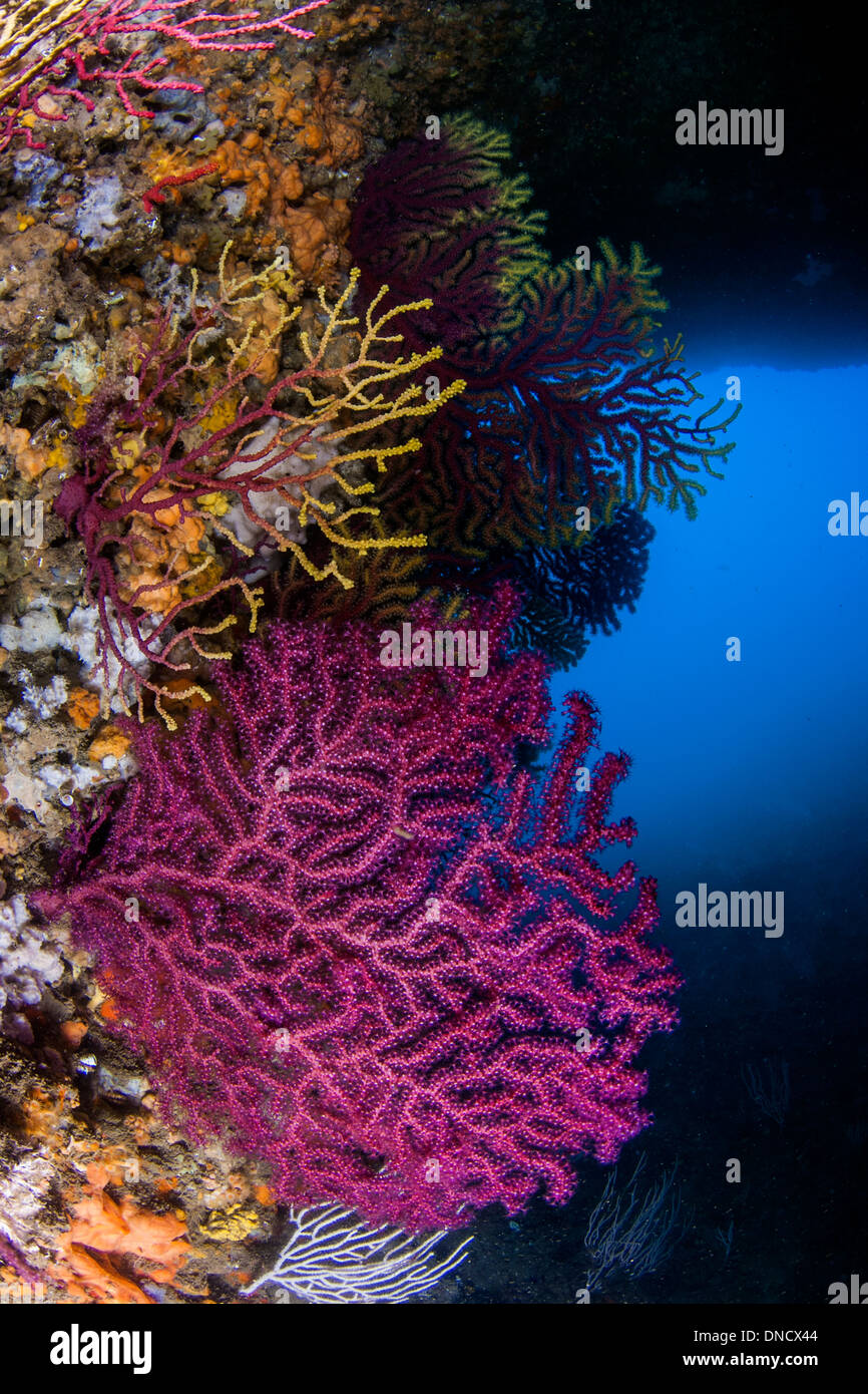 Mediterranean colorful coral wall Stock Photo - Alamy