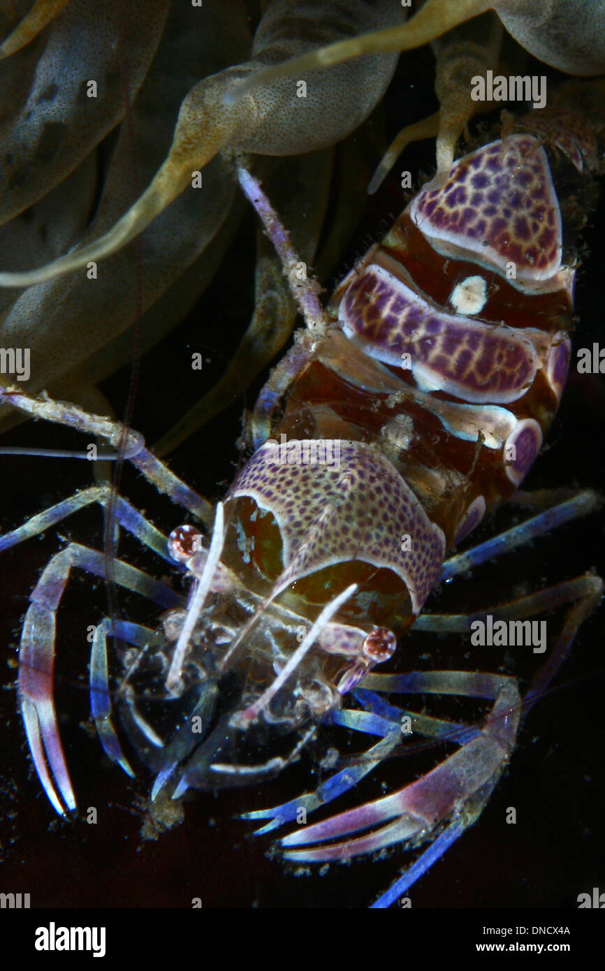 A little colorful shrimp Stock Photo - Alamy