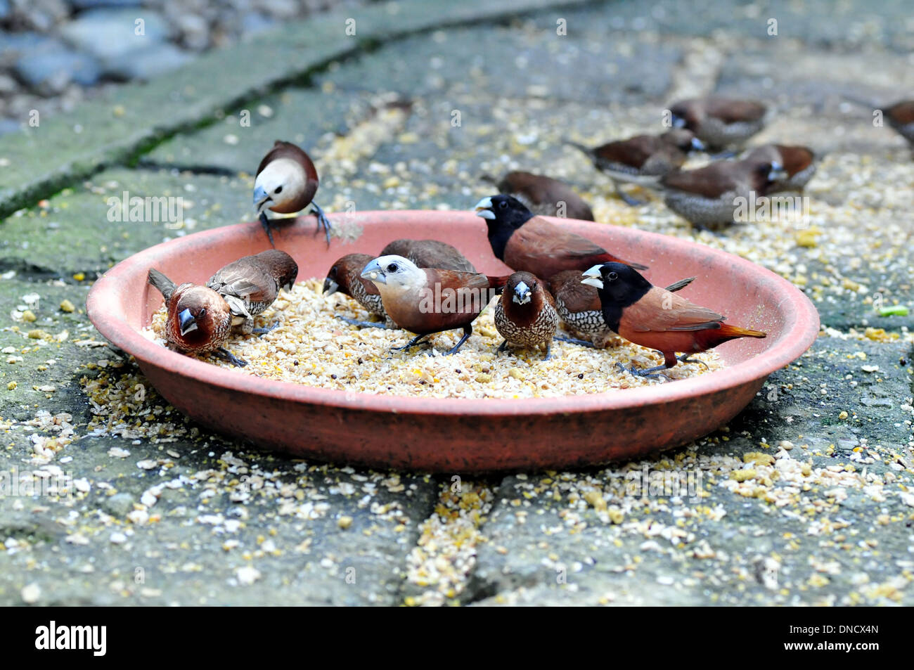 Birds Having Lunch Stock Photo - Alamy