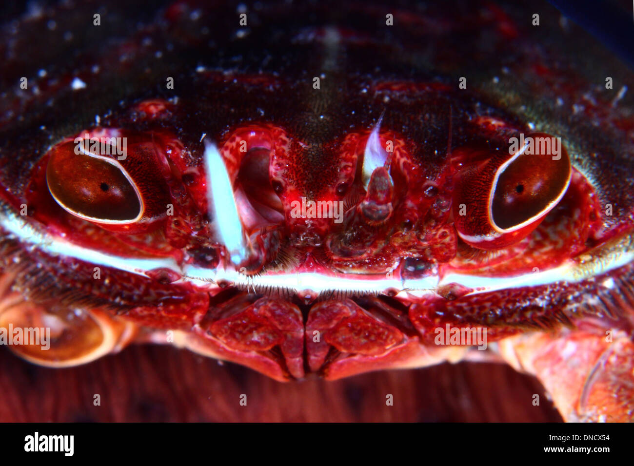Crab eyes hi-res stock photography and images - Alamy
