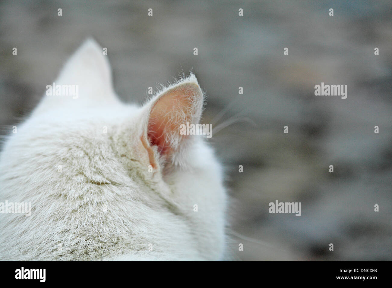 Cat ear, Switzerland, Baselland Stock Photo - Alamy