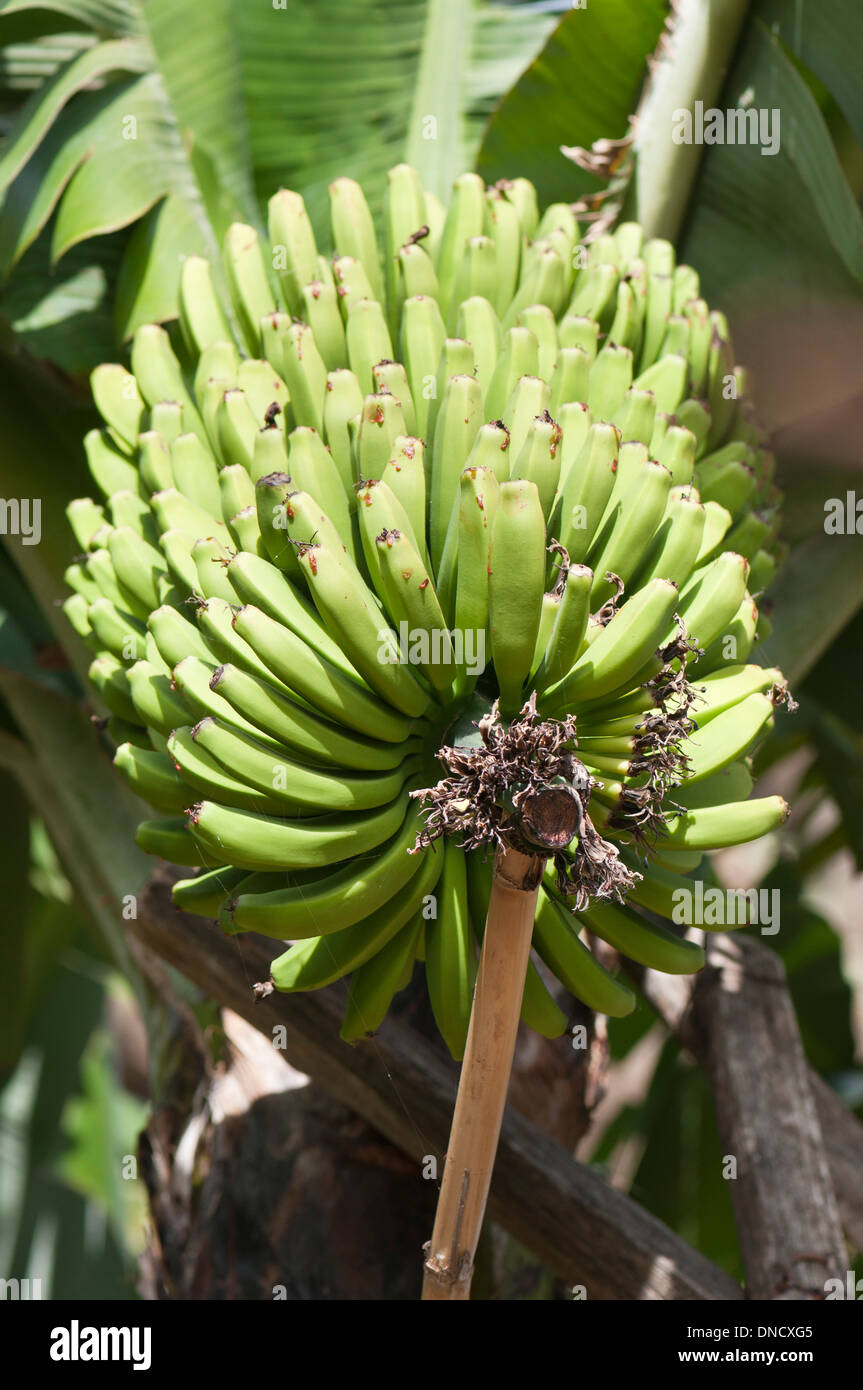 Cluster of green dwarf bananas growing in Southern Madeira, Madeira ...