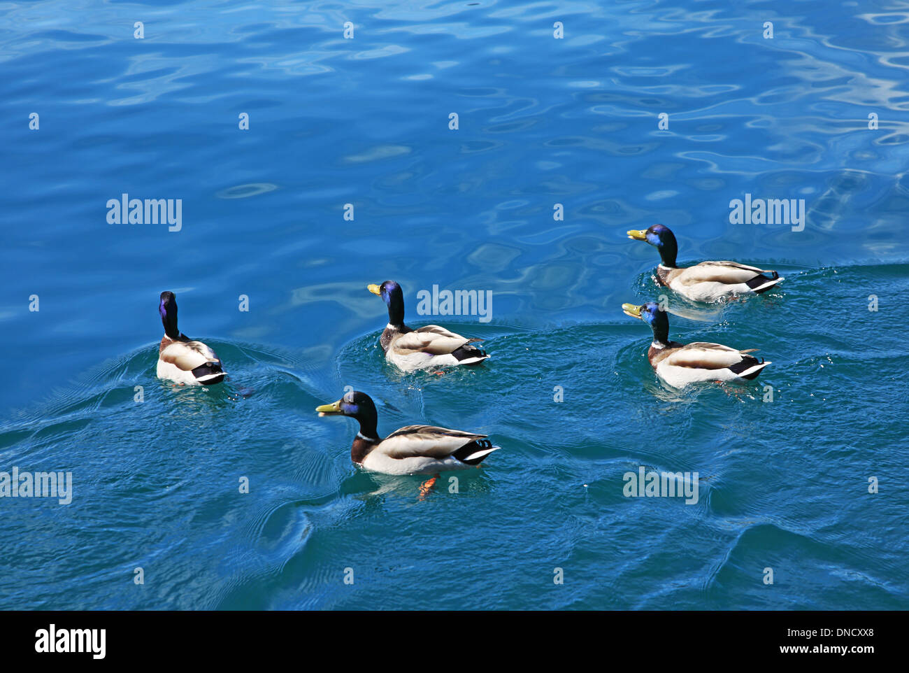 Duck, Switzerland, Lake Lucerne, Weggis Stock Photo - Alamy