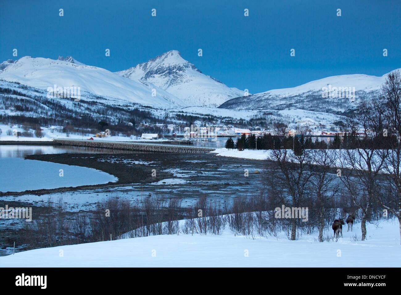 Moose country hi-res stock photography and images - Alamy