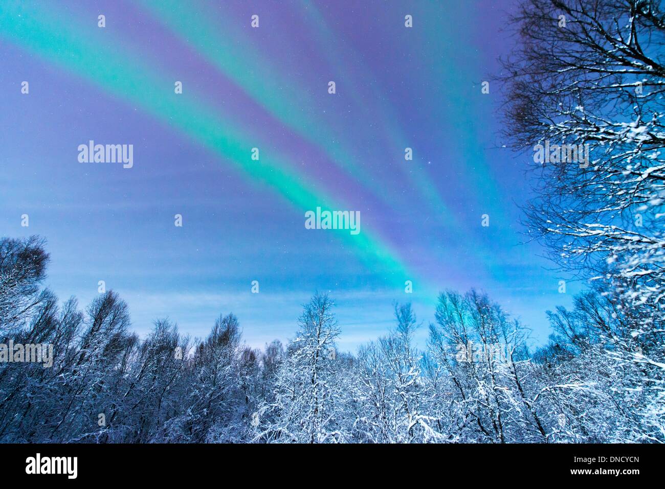 aurora in forest Stock Photo - Alamy