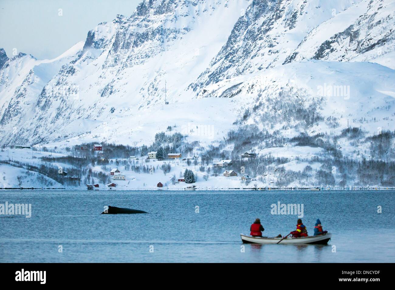 rowing boat and humpback whale in Kaldfjorden, megaptera novaeangliae ...