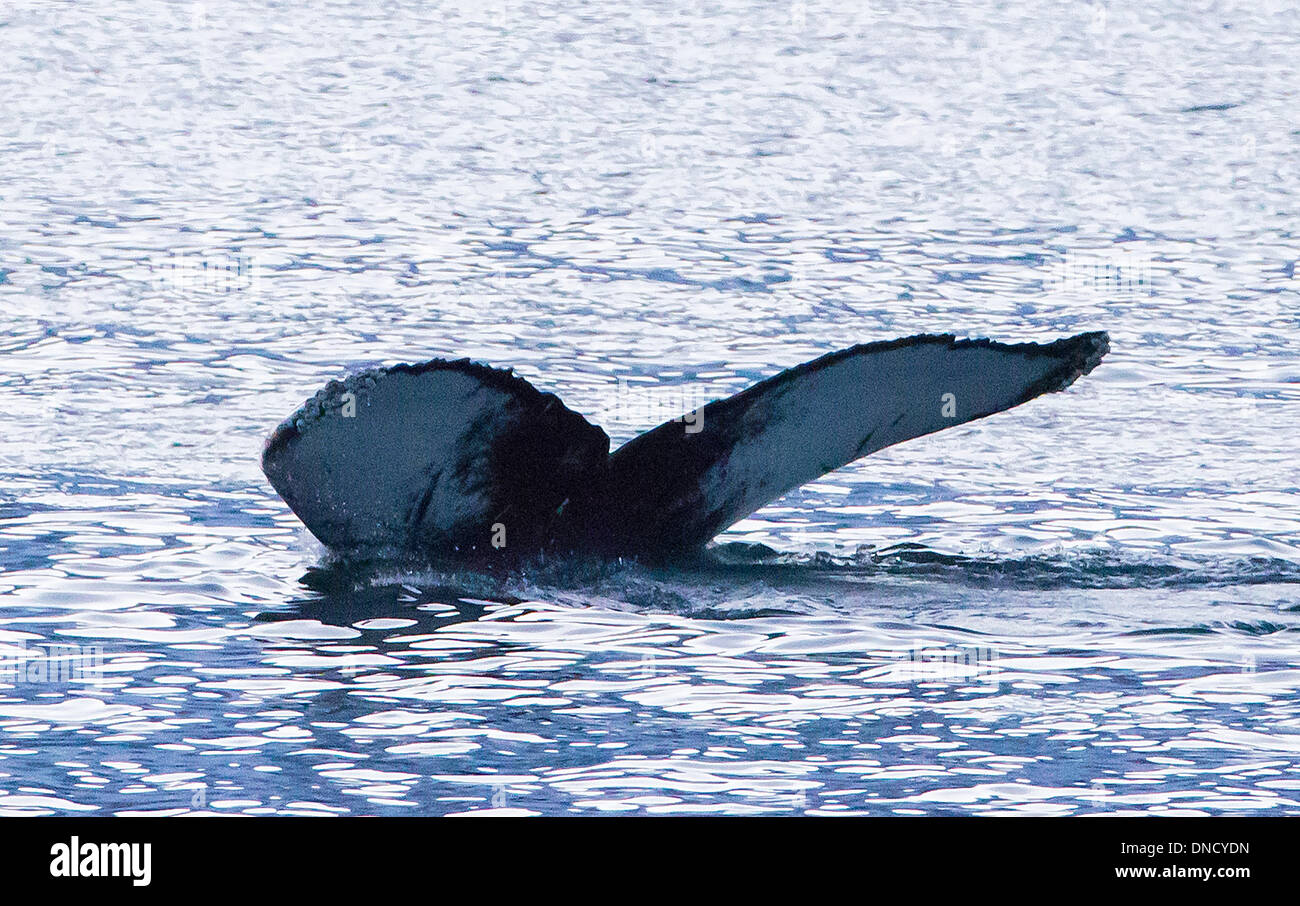 Fluke Buckelwal High Resolution Stock Photography and Images - Alamy