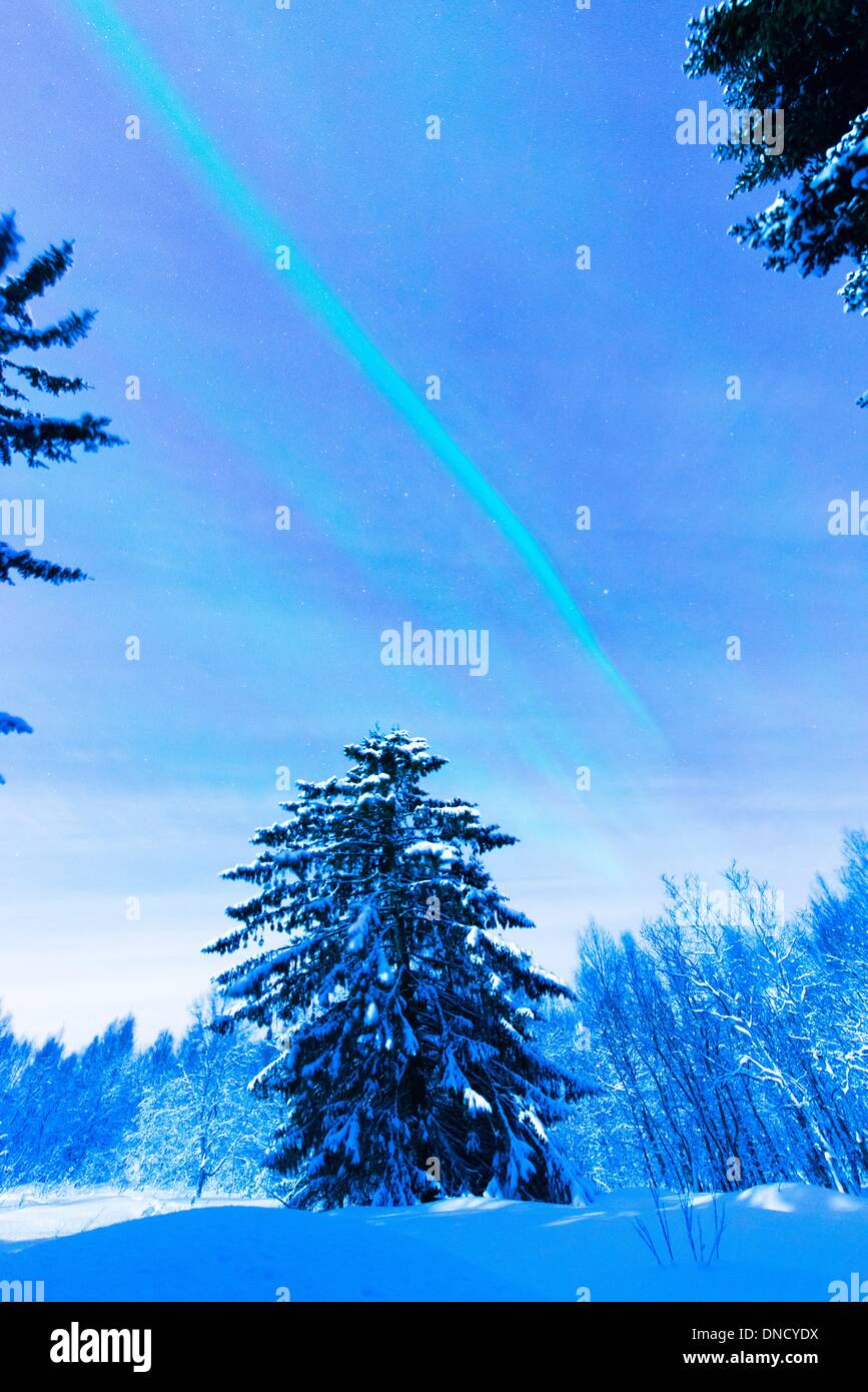 Aurora In Forest Stock Photo - Alamy