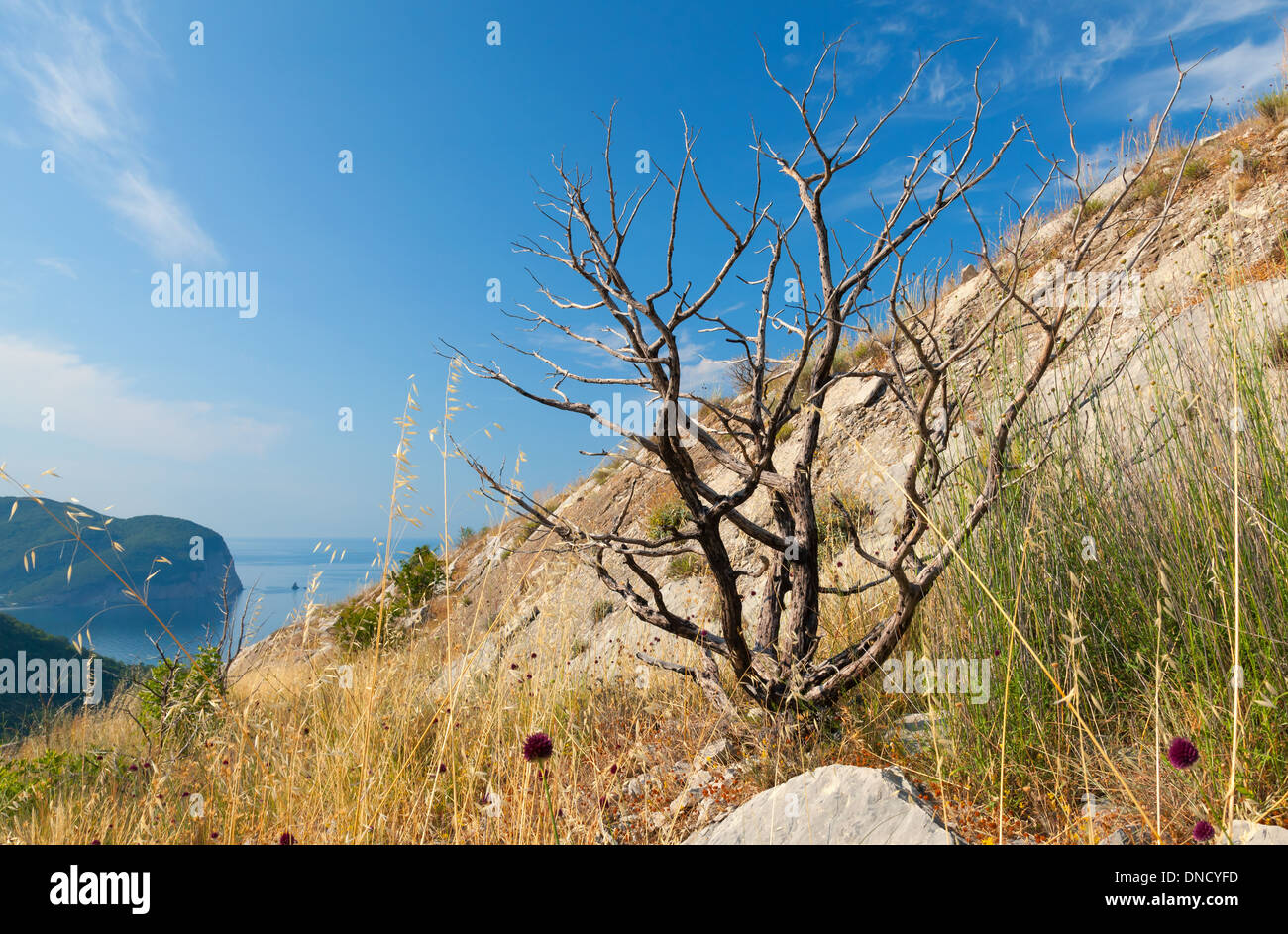 Dead dry tree on the coastal cliff in Montenegro Stock Photo - Alamy
