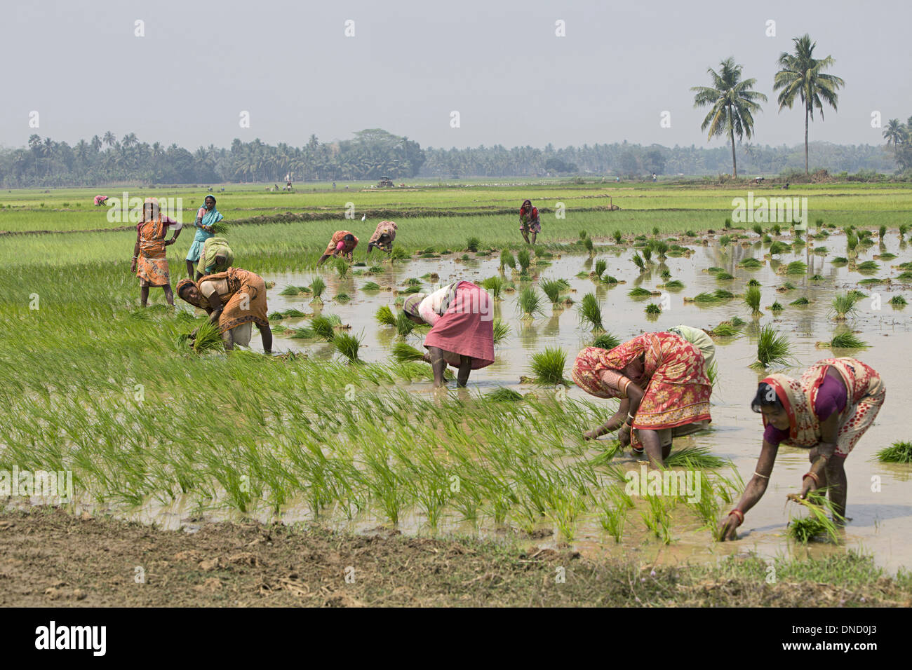 People Working In A Field