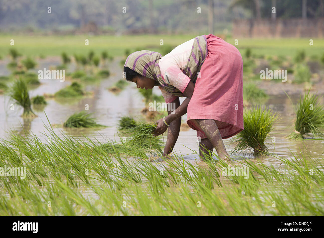 People working in Paddy fields near pipilipuri, Orissa Stock Photo - Alamy