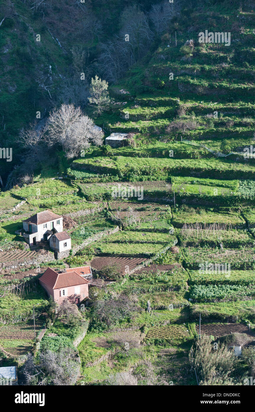 Terracing near Serra de Agua, Central Madeira Stock Photo - Alamy