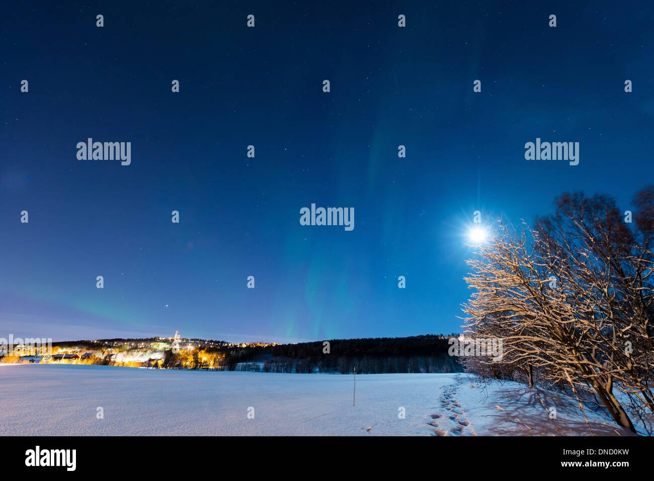 Borealis wald hi-res stock photography and images - Alamy