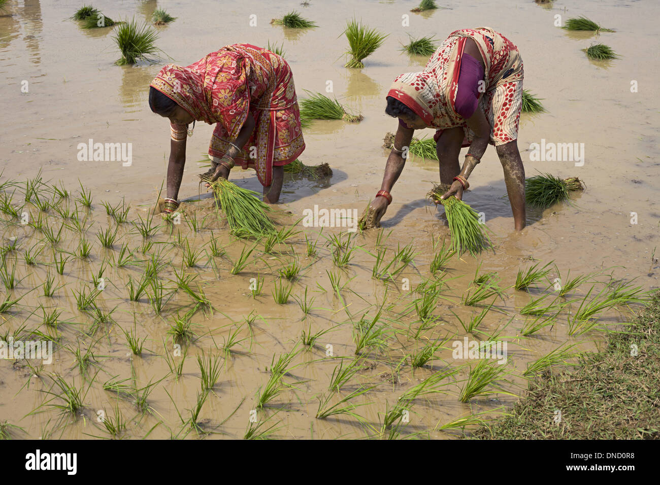 People working in Paddy fields near pipilipuri, Orissa Stock Photo - Alamy