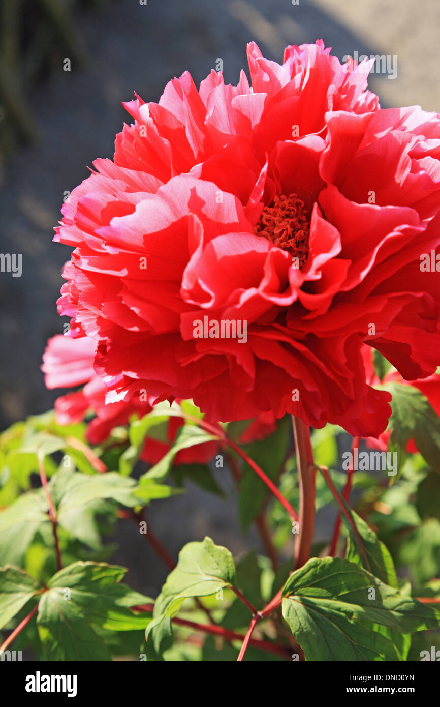 Tree peony flower red, Japan, Tokyo Stock Photo - Alamy