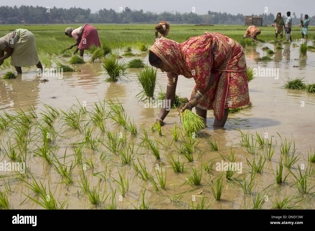 People working in Paddy fields near pipilipuri, Orissa Stock Photo - Alamy