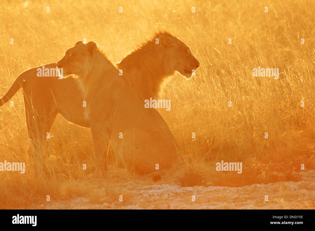 Lions at sunset hi-res stock photography and images - Alamy