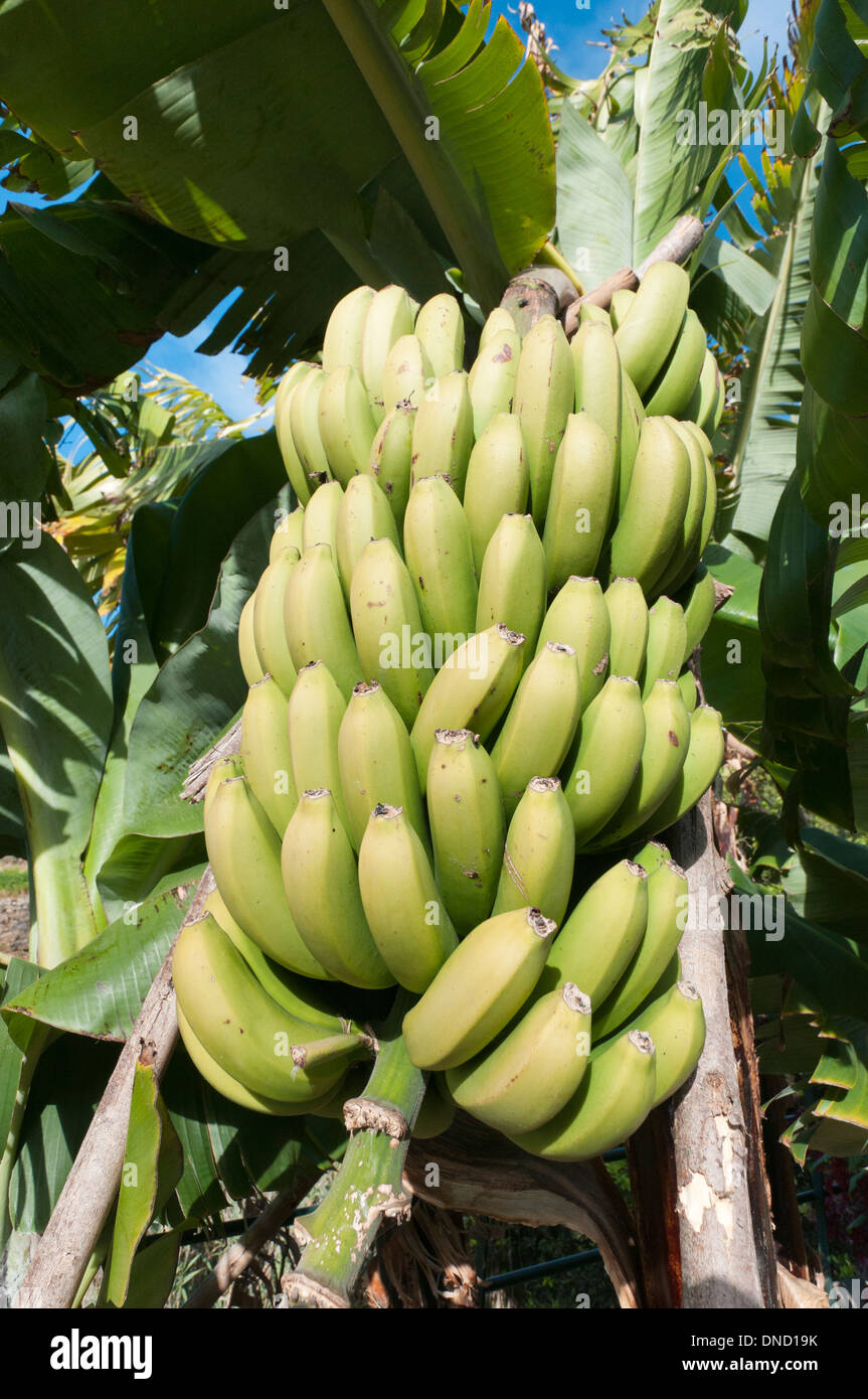 Banana cluster hi-res stock photography and images - Alamy