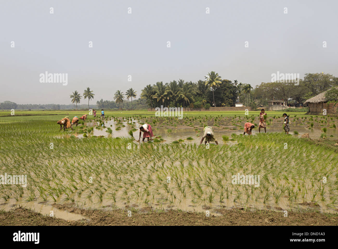 People working in Paddy fields near pipilipuri, Orissa Stock Photo - Alamy