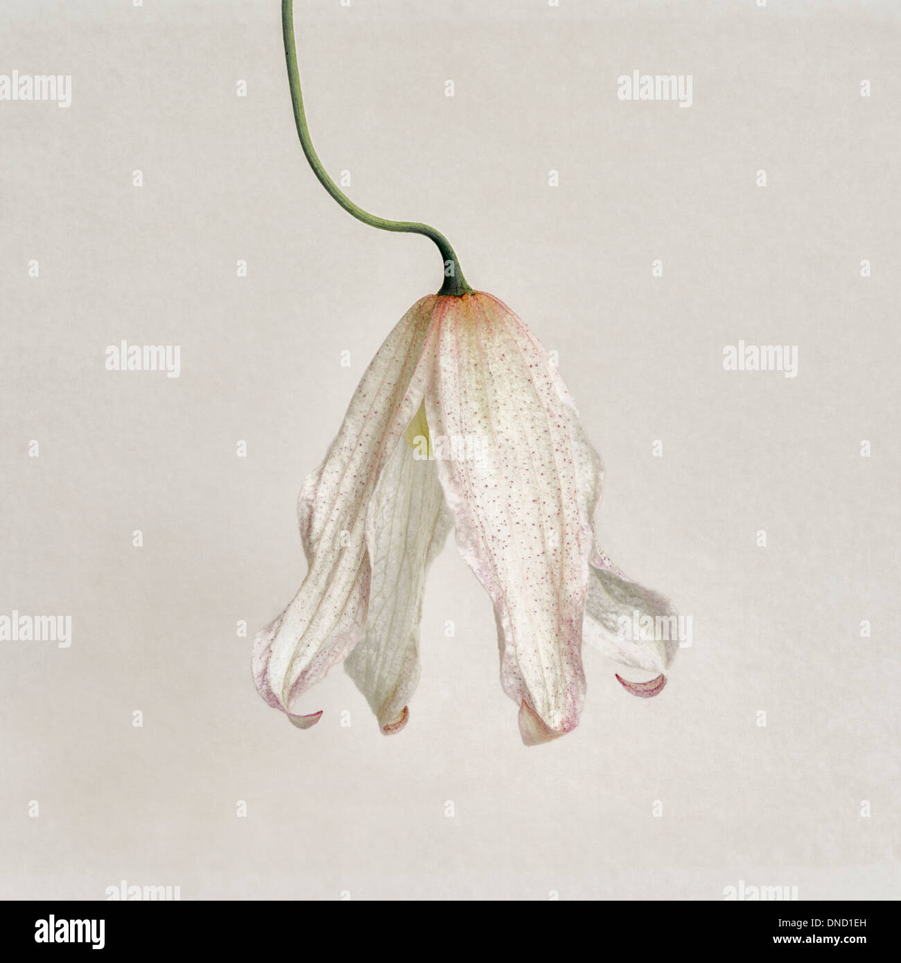 Drooping flowers hi-res stock photography and images - Alamy