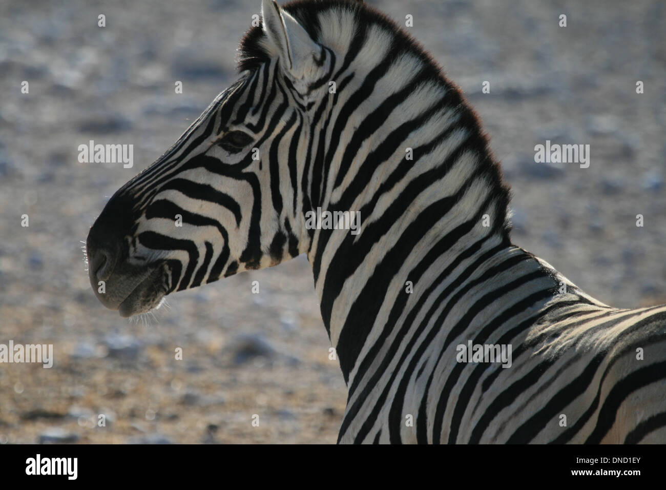Zebra 2 hi-res stock photography and images - Alamy