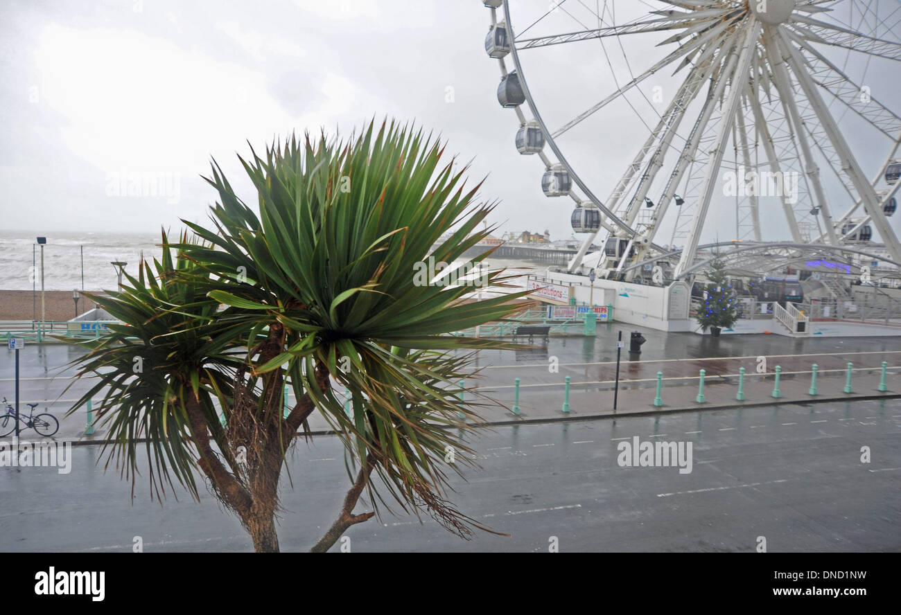 Uk plam tree hi-res stock photography and images - Alamy