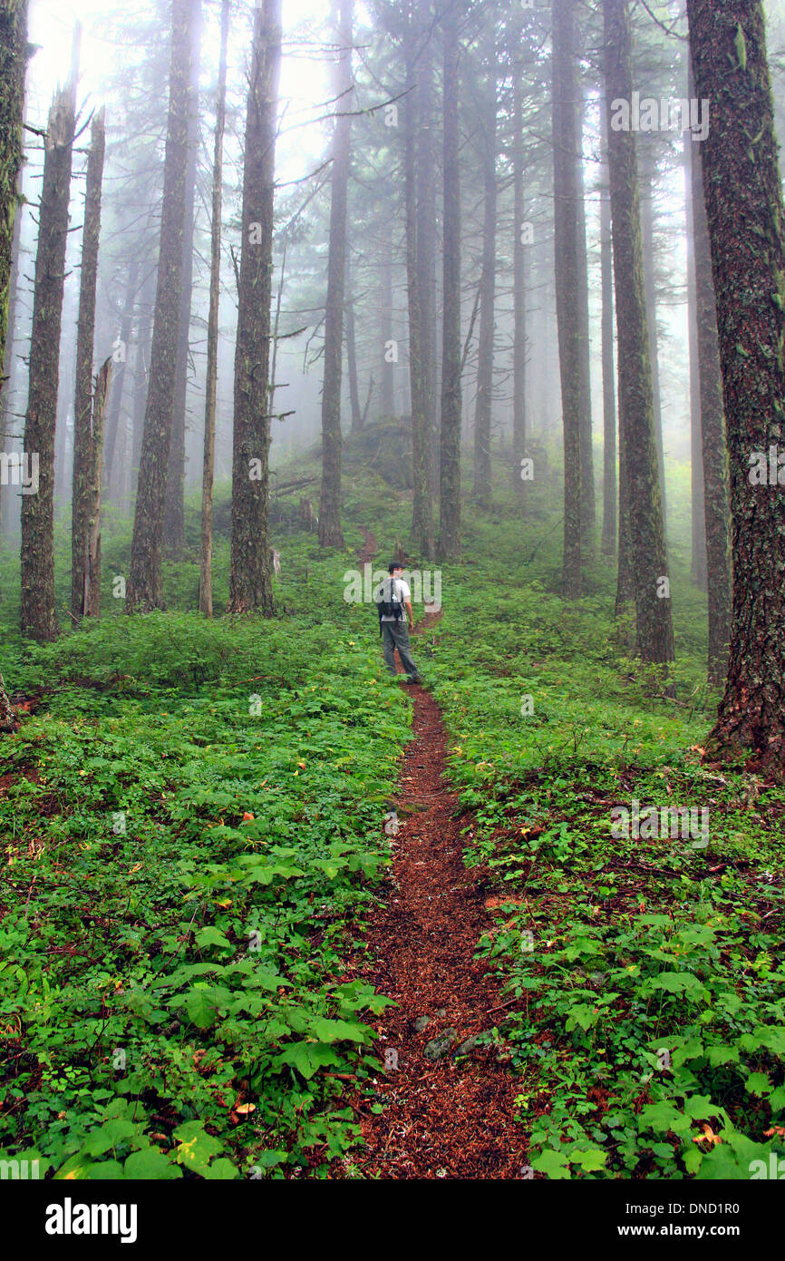 A hiker walks the Green Trail through a forest of Douglas fir and ...