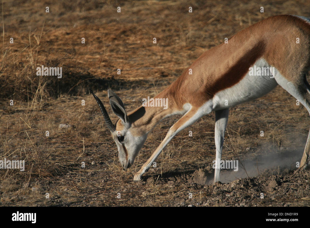 Antelope springbok hi-res stock photography and images - Alamy