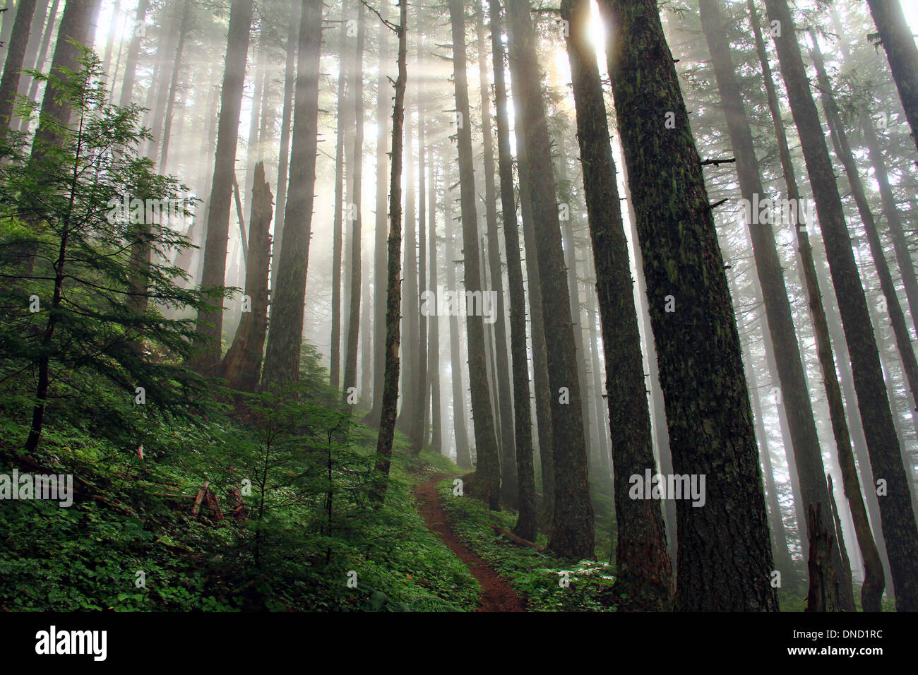 Douglas fir western hemlock trees hi-res stock photography and images ...