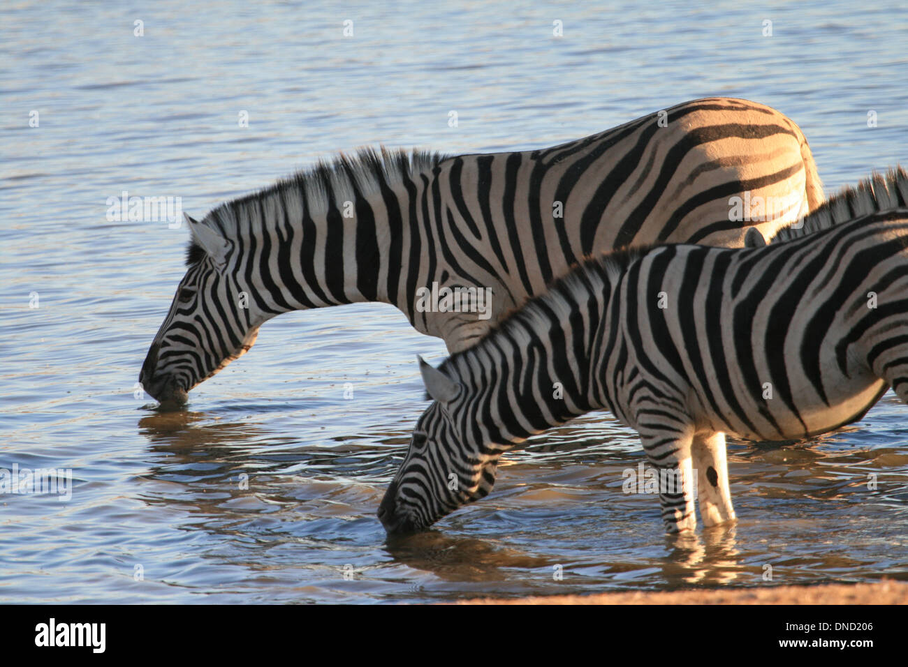 Zebra at the Water Hole Stock Photo - Alamy