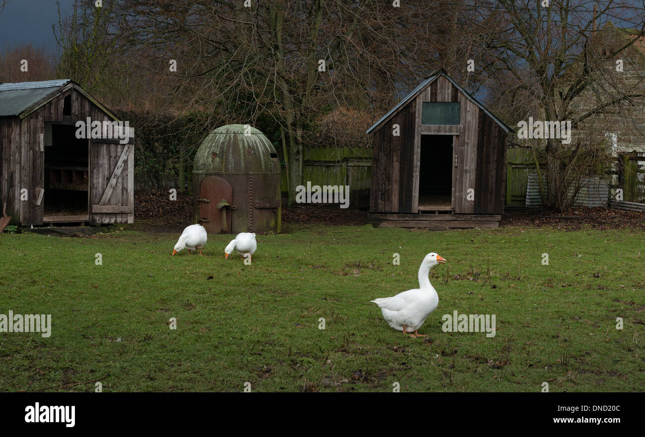 Farmyard geese hi-res stock photography and images - Alamy