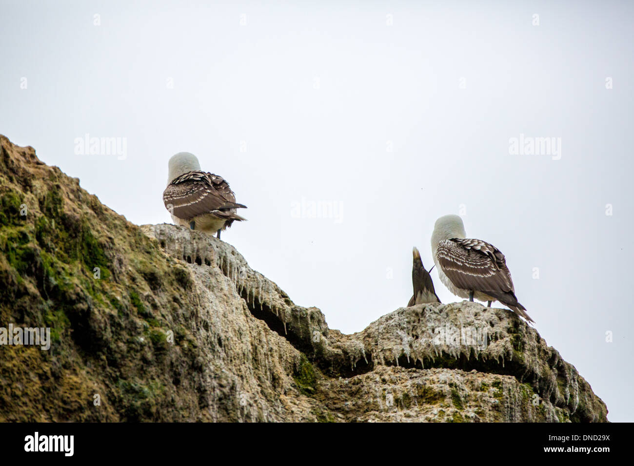 Aquatic seabirds in Peru South America coast at Paracas National ...