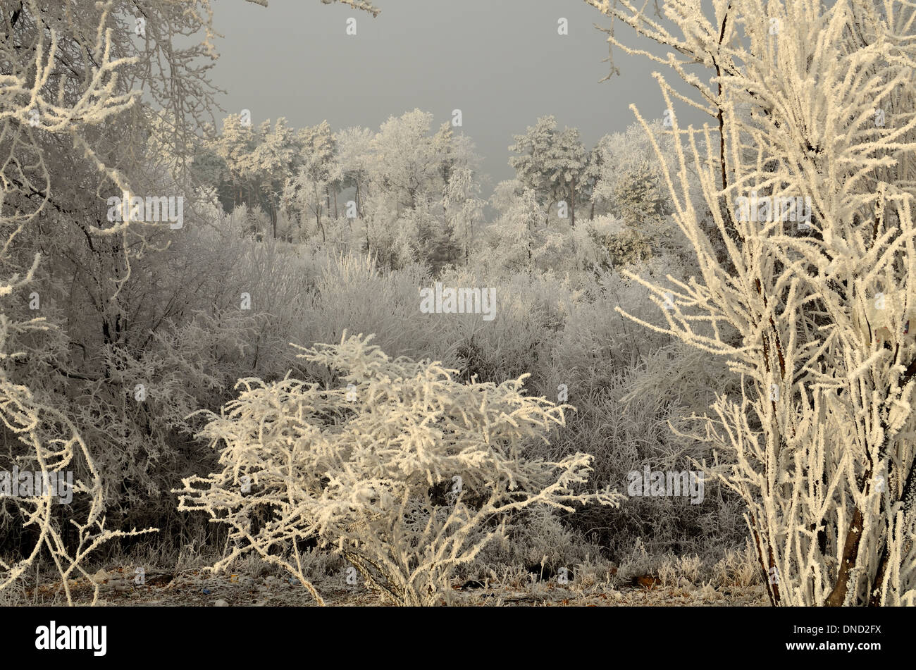 Wonderful hoar covered trees in foreground and background. Colorful ...