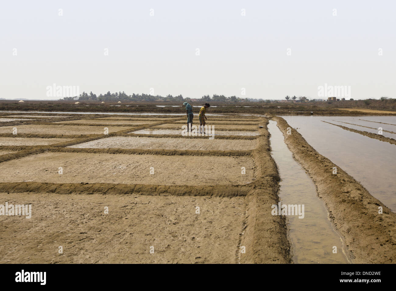 Tribal women working in salt fields, Puri, Orissa Stock Photo - Alamy