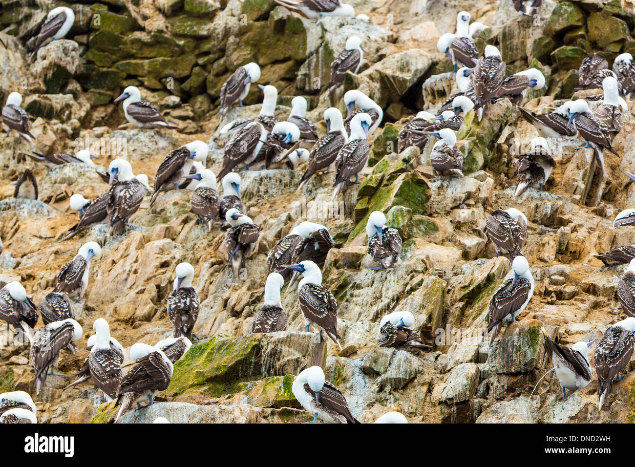 Aquatic seabirds in Peru South America coast at Paracas National ...