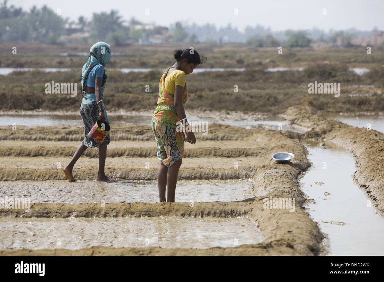 Tribal women working in salt fields, Puri, Orissa Stock Photo - Alamy
