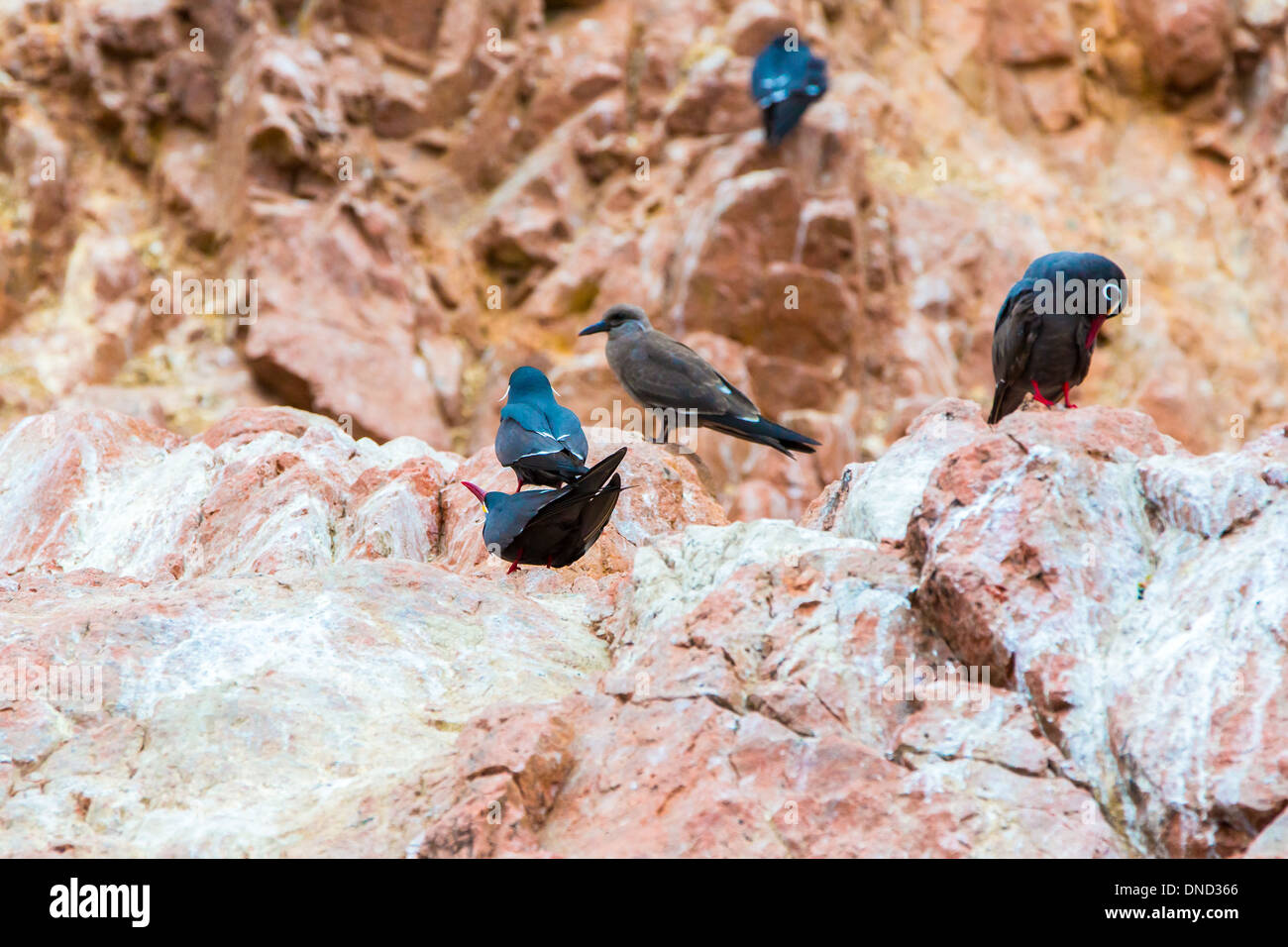 Aquatic seabirds in Peru South America coast at Paracas National ...