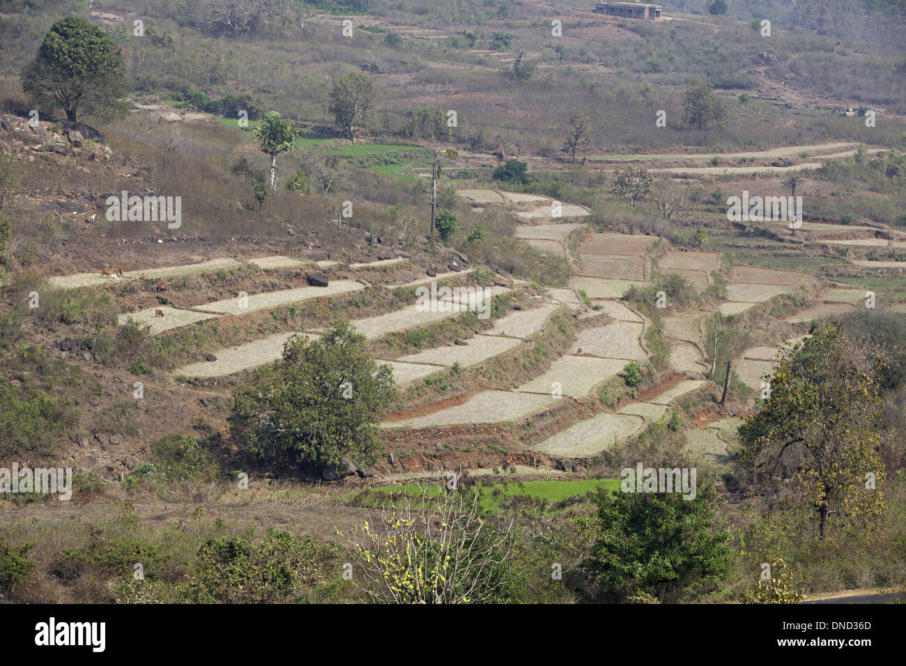 Farms on hill slope, Orissa, India Stock Photo - Alamy
