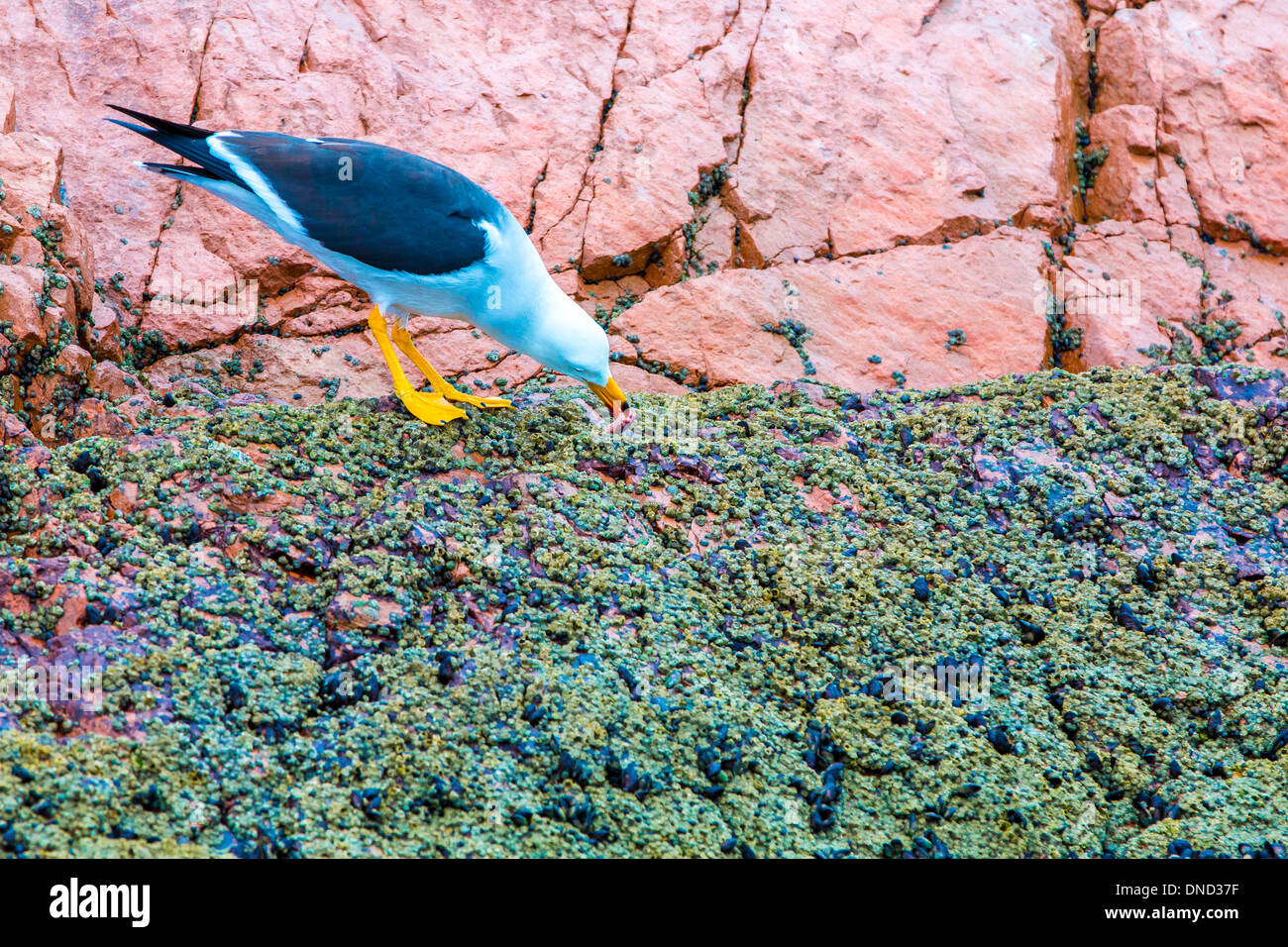 Aquatic seabirds in Peru South America coast at Paracas National ...