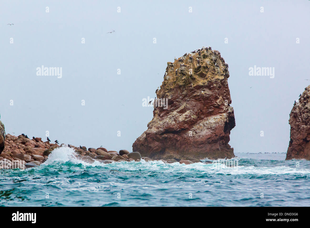 Aquatic seabirds in Peru South America coast at Paracas National ...