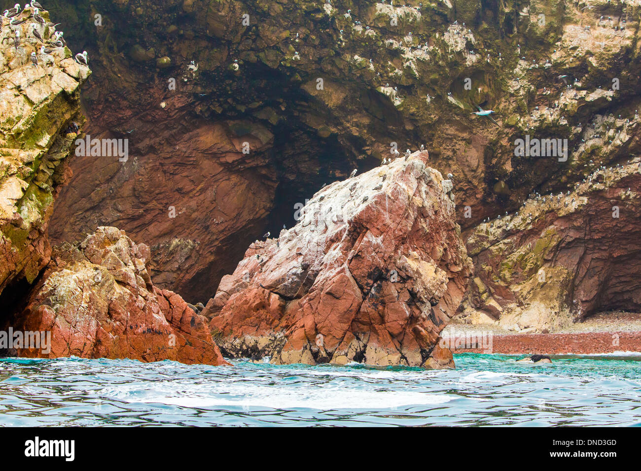 Aquatic seabirds in Peru South America coast at Paracas National ...