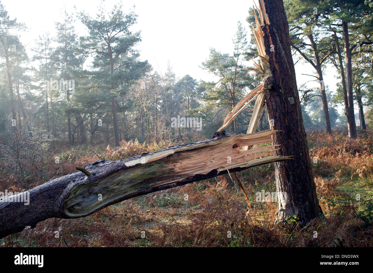 Wind damaged trees hi-res stock photography and images - Alamy