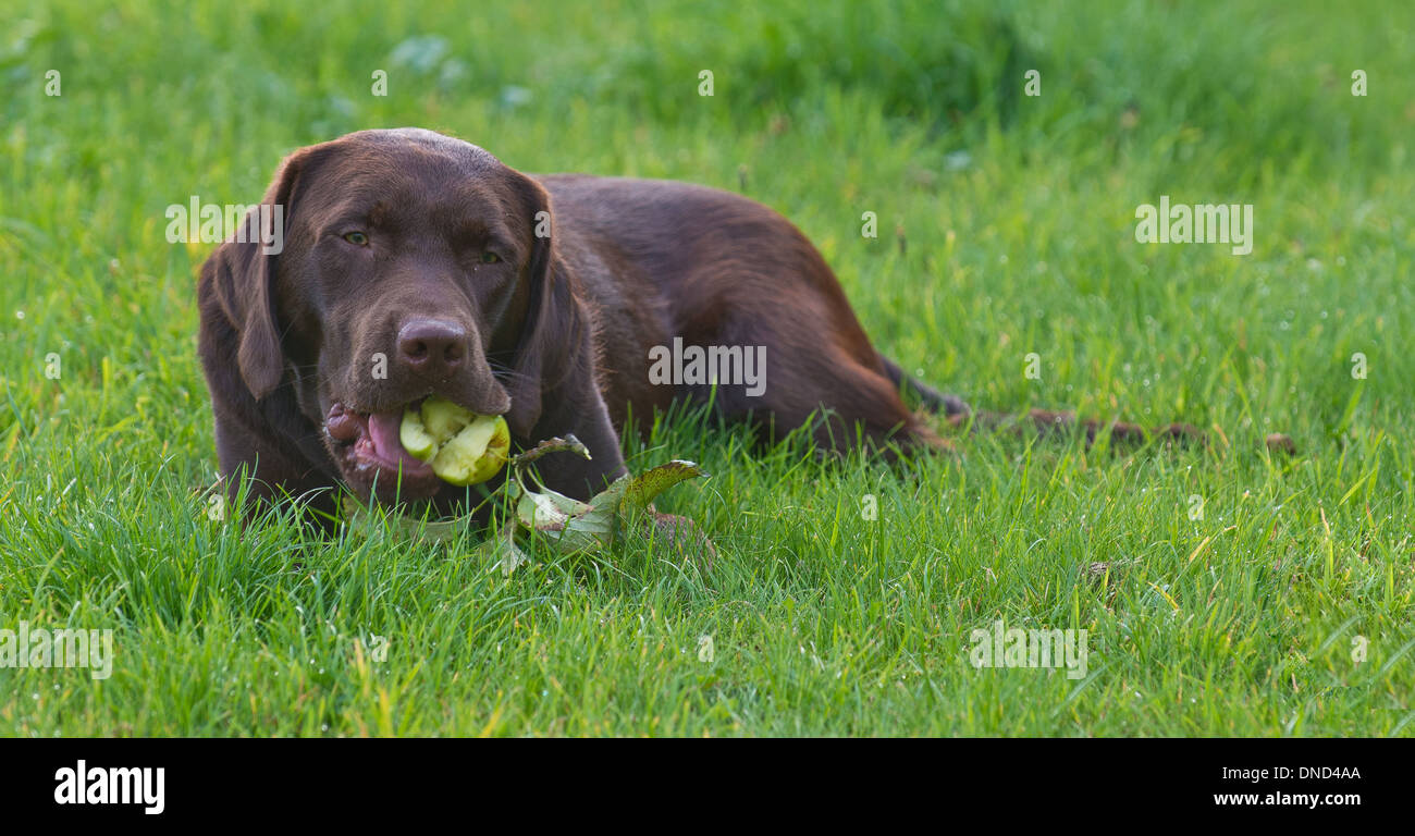 Chocolate Labrador jumping to retrieve an apple from a tree Stock Photo ...