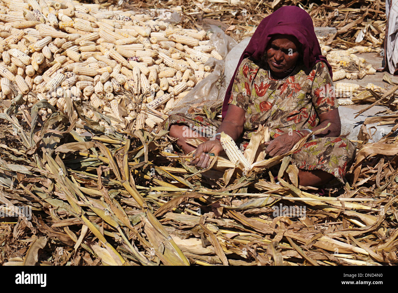 Tribal woman sorting corns, Bhil tribe, Madhya Pradesh, India Stock ...