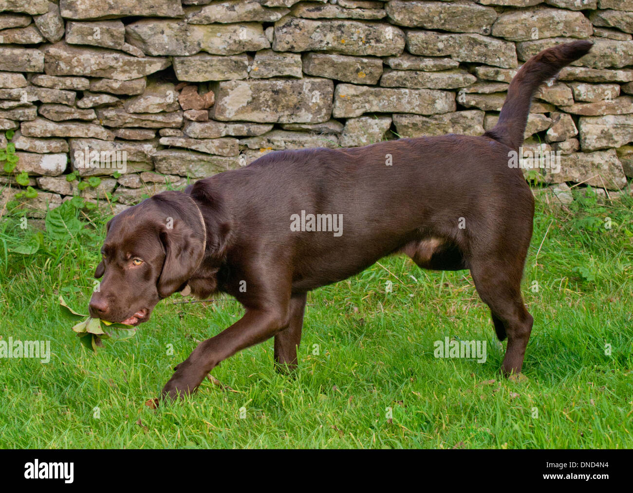 Chocolate Labrador jumping to retrieve an apple from a tree Stock Photo ...