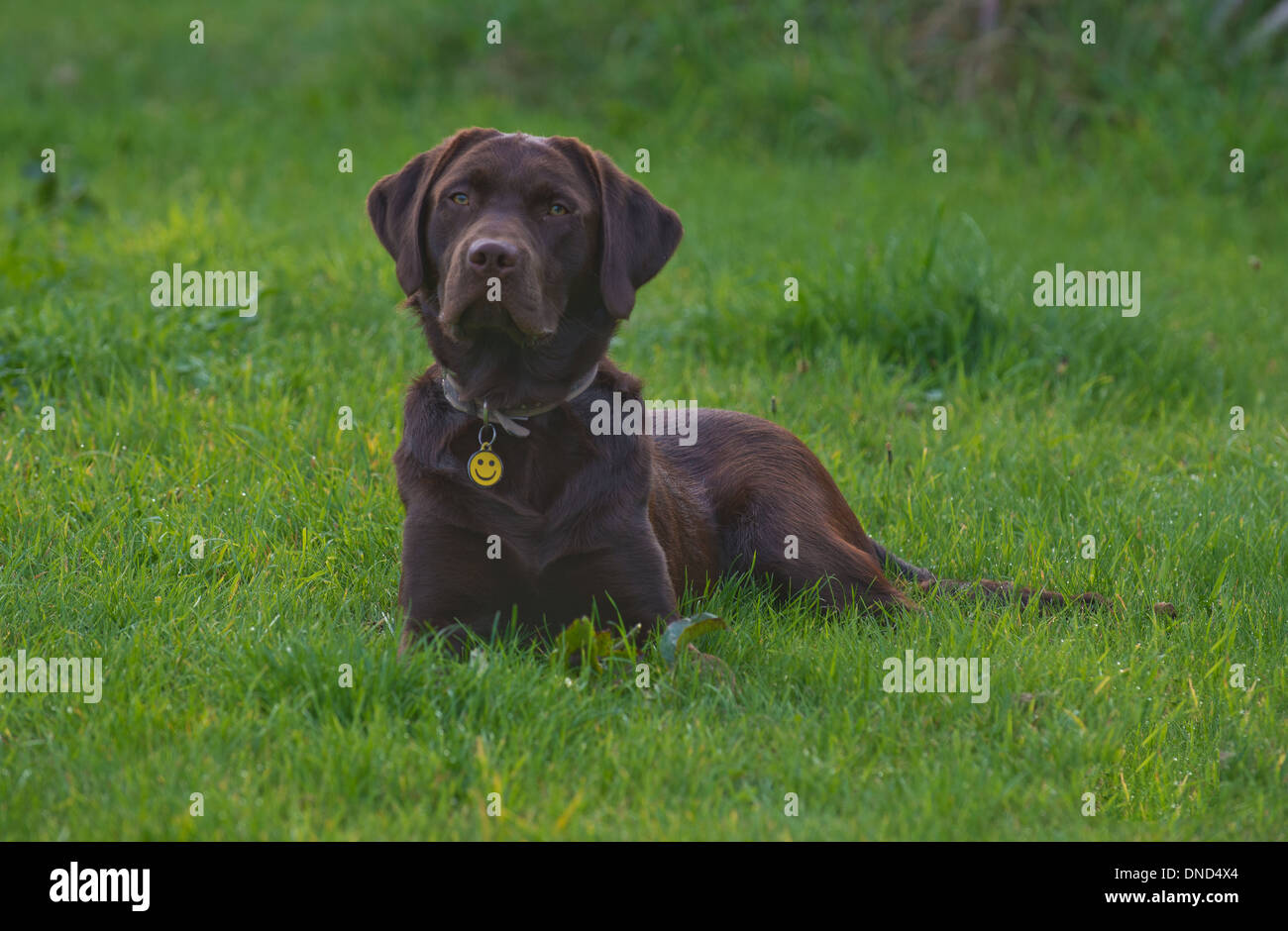 Chocolate Labrador jumping to retrieve an apple from a tree Stock Photo ...
