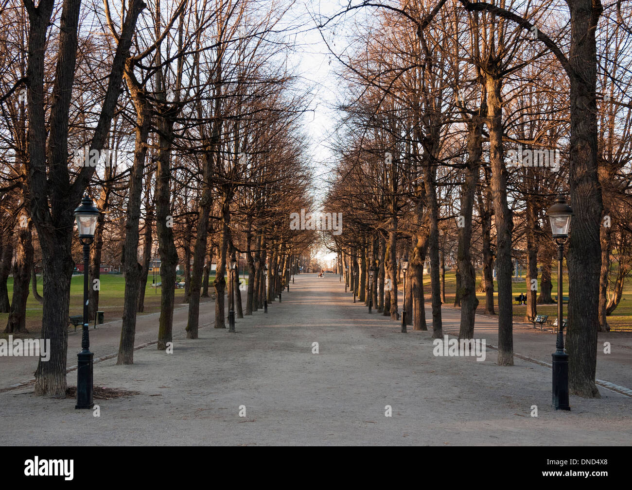 Evening view of a tree-lined boulevard in Humlegården, a park in ...