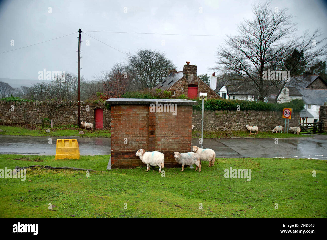 Reynoldston, Swansea, UK. 23rd December 2013. Sheep sheltering from the ...