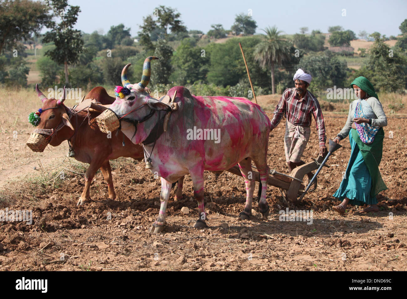 Man and woman ploughing field. Bhil tribe, Madhya Pradesh, India Stock ...